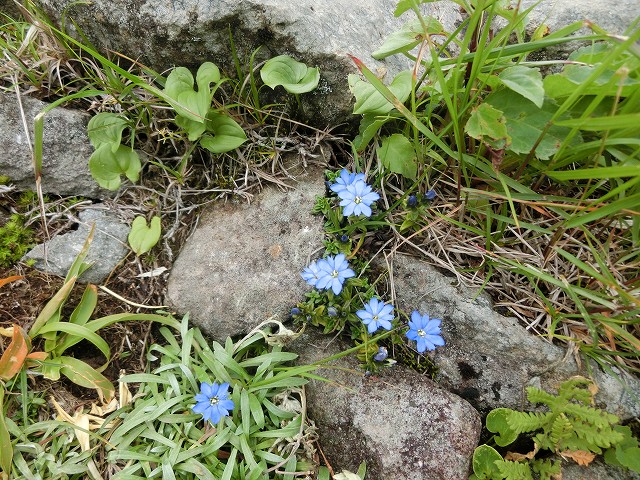 ミヤマリンドウ sizue撮影